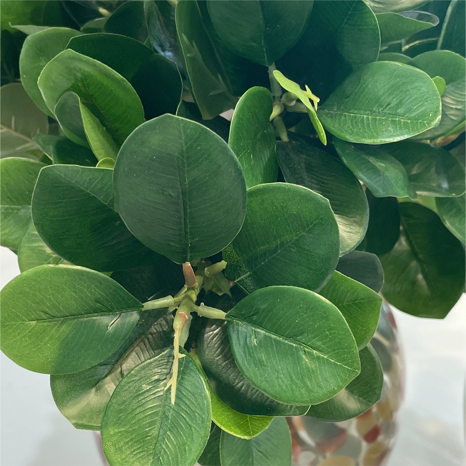Ficus Stem 46CM | Marley and Hills Interiors